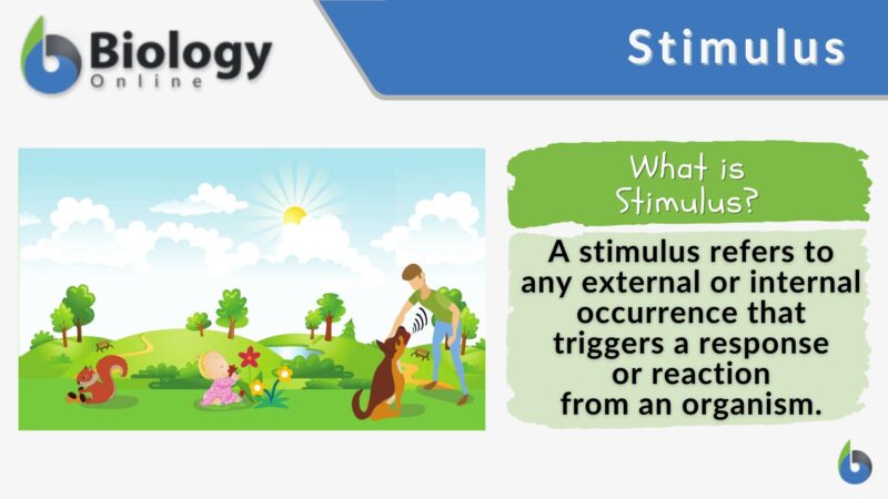 Stimulus - Definition and Examples - Biology Online Dictionary