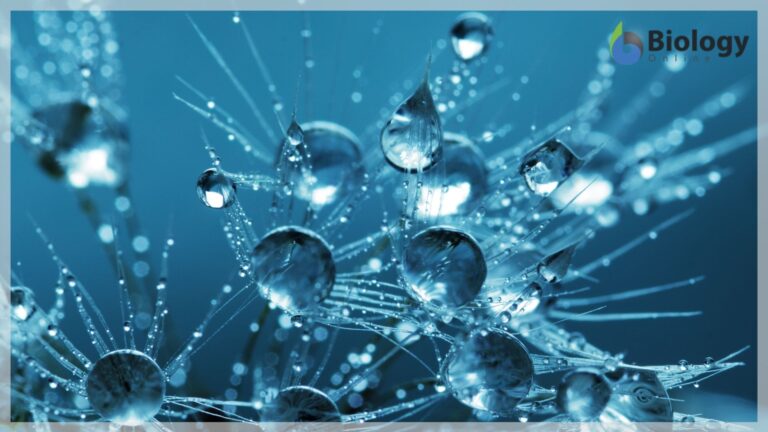 Cohesion - Definition and Examples - Biology Online Dictionary