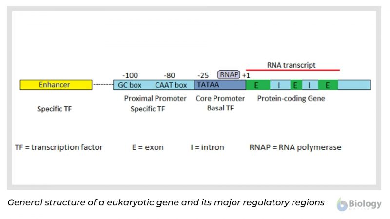Gene Regulation in Eukaryotes - Biology Online Tutorial