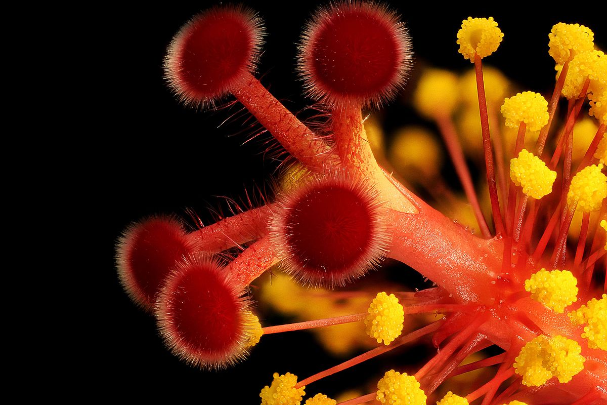 Cohesion - Definition and Examples - Biology Online Dictionary