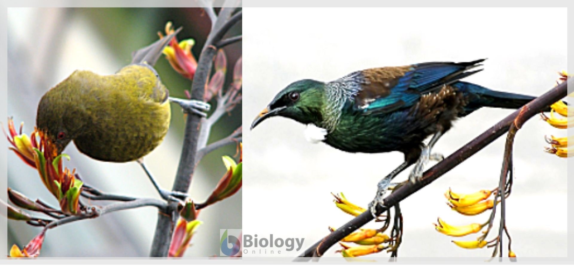 New Zealand’s Unique Fauna - Biology Online Tutorial