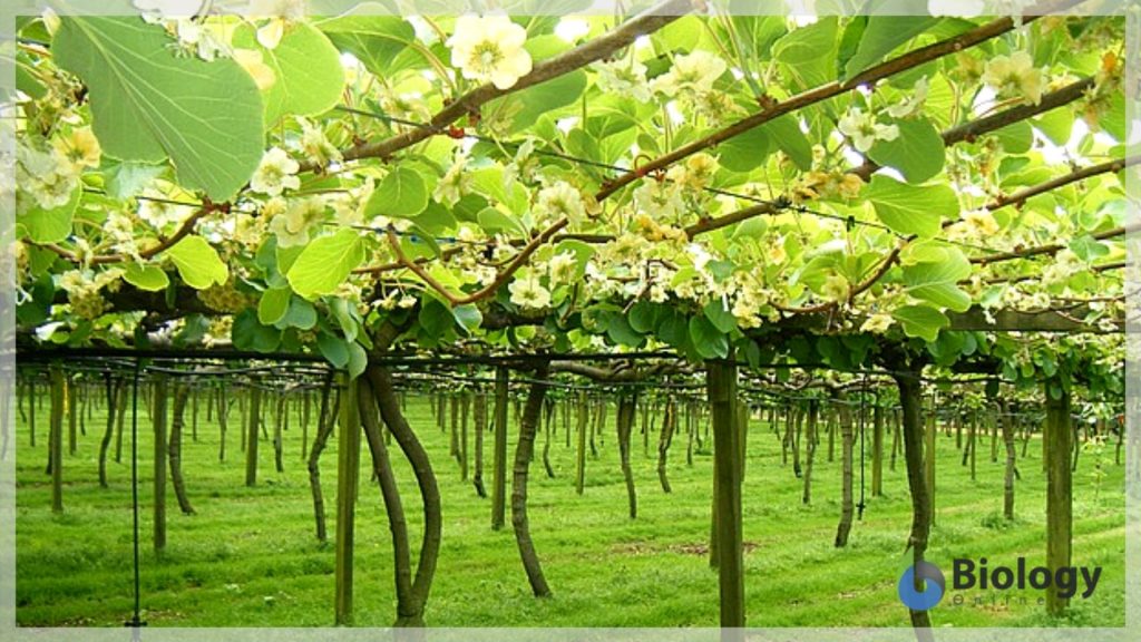 Biosystem Definition and Examples - Biology Online Dictionary