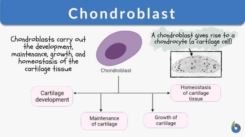 Chondroblast - Definition and Examples - Biology Online Dictionary