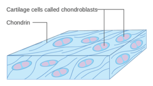 Chondroblast - Definition and Examples - Biology Online Dictionary