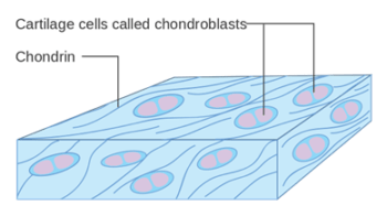 Chondroblast - Definition and Examples - Biology Online Dictionary