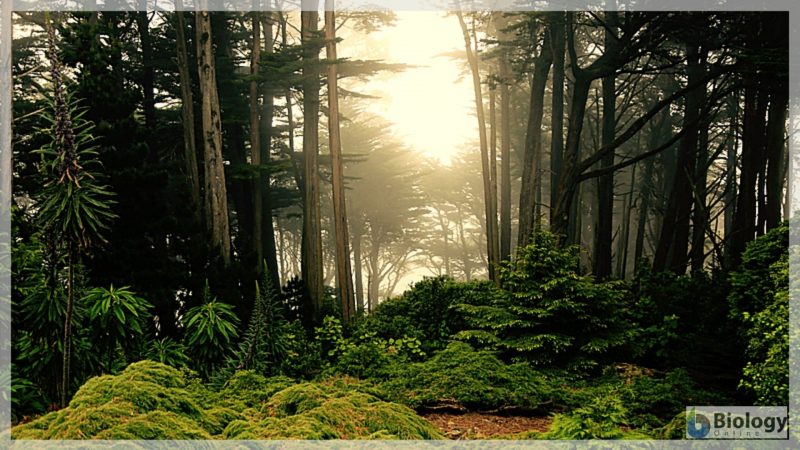 Hyaloplasm Definition and Examples - Biology Online Dictionary