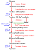 Glycolysis - Definition and Examples - Biology Online Dictionary