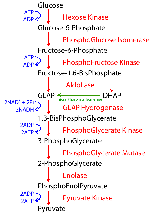 Glycolysis - Definition and Examples - Biology Online Dictionary