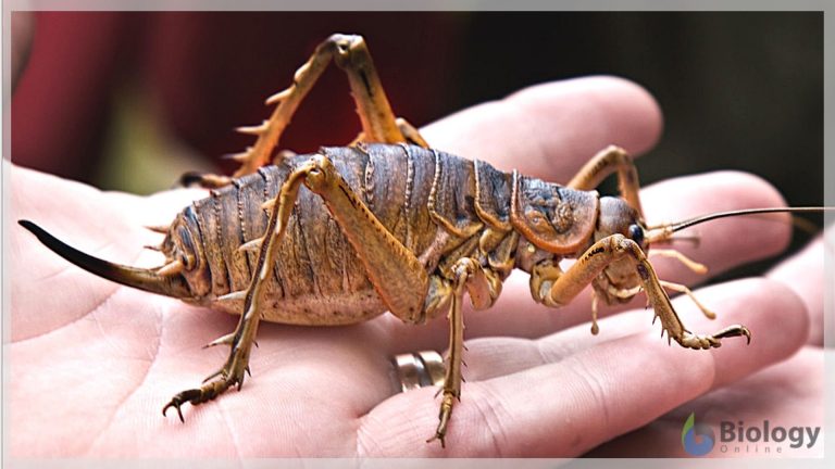 New Zealand’s Unique Fauna - Biology Online Tutorial