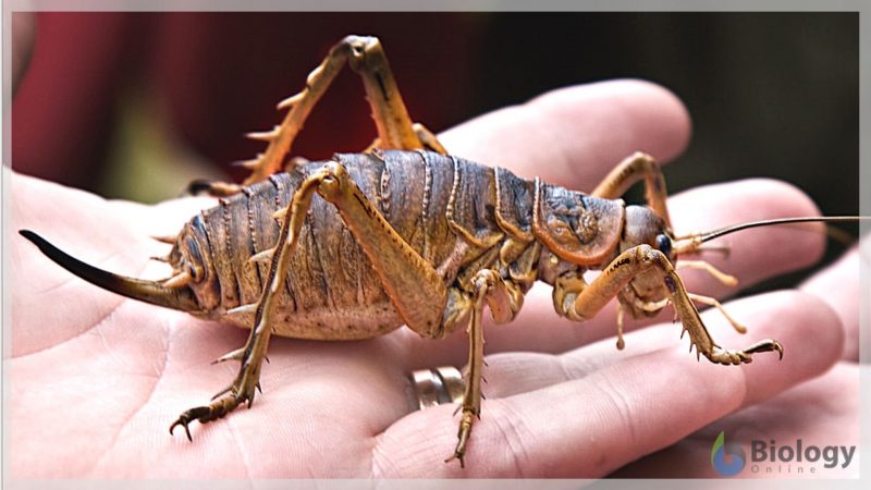 New Zealand’s Unique Fauna - Biology Online Tutorial