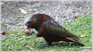 Community Patterns - Biology Online Tutorial