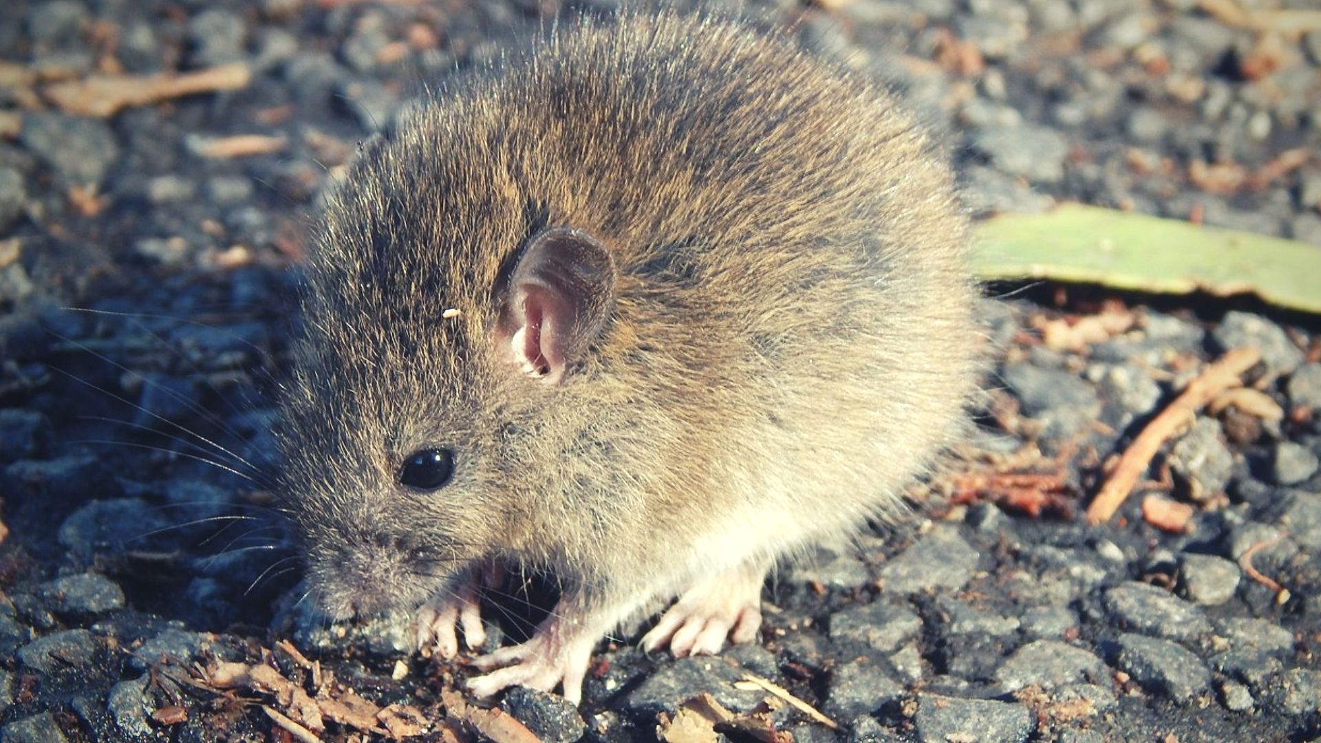 New Zealand’s Unique Geographical History - Biology Online Tutorial