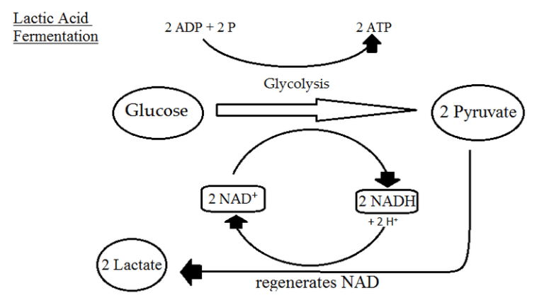 Glycolysis - Definition and Examples - Biology Online Dictionary