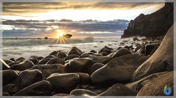 Soliped Definition and Examples - Biology Online Dictionary