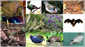 Soliped Definition and Examples - Biology Online Dictionary