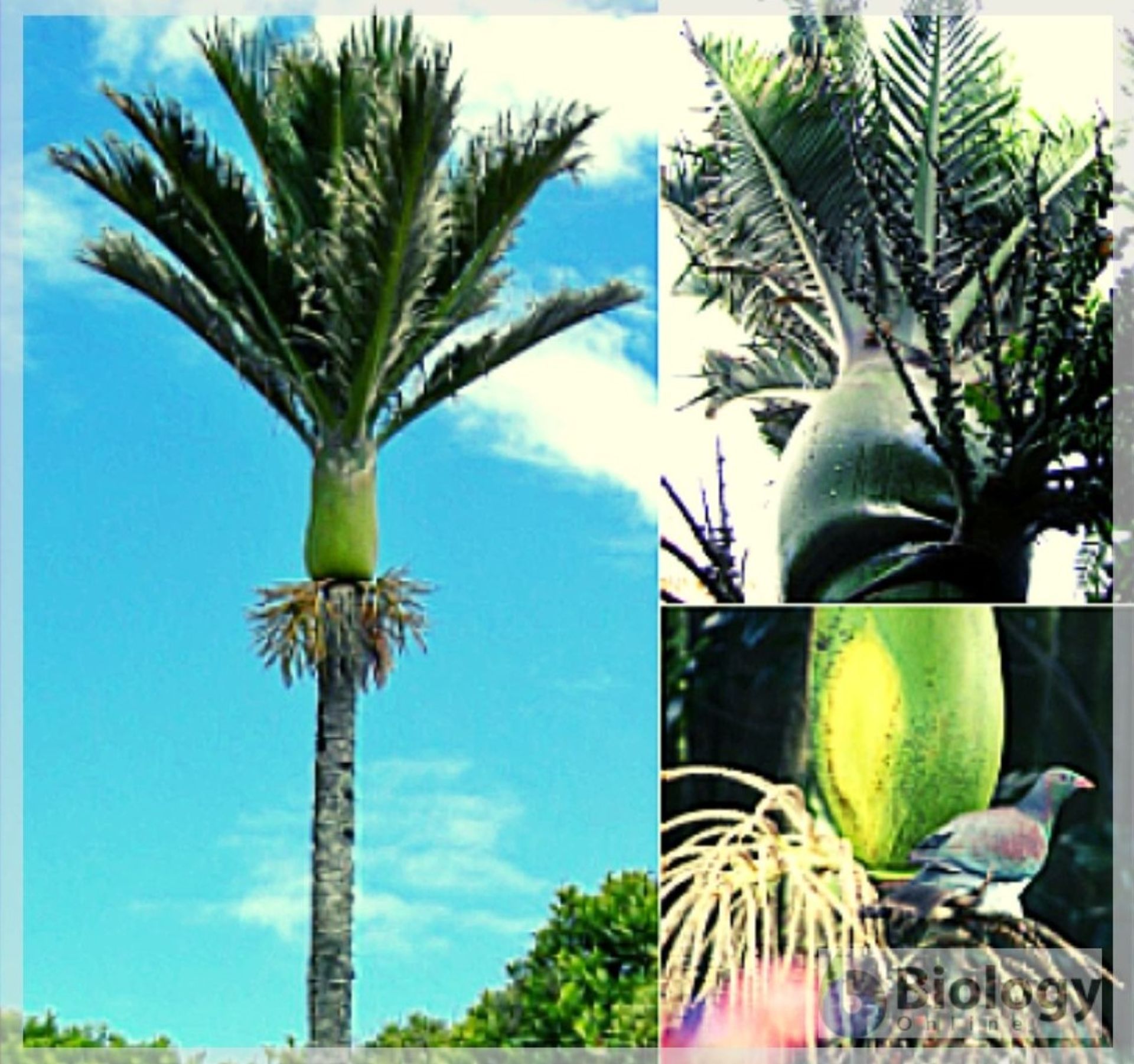 New Zealand’s Unique Flora - Biology Online Tutorial