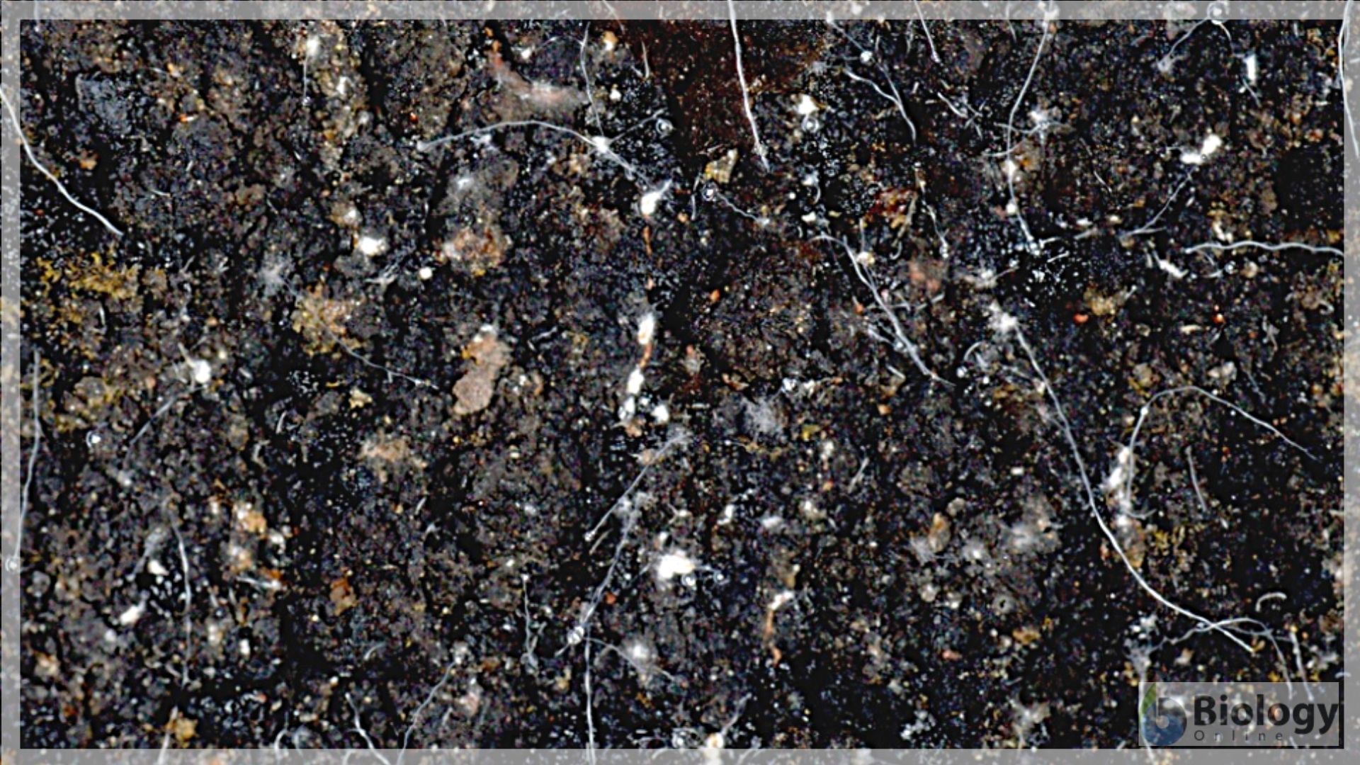 New Zealand’s Unique Fauna - Biology Online Tutorial