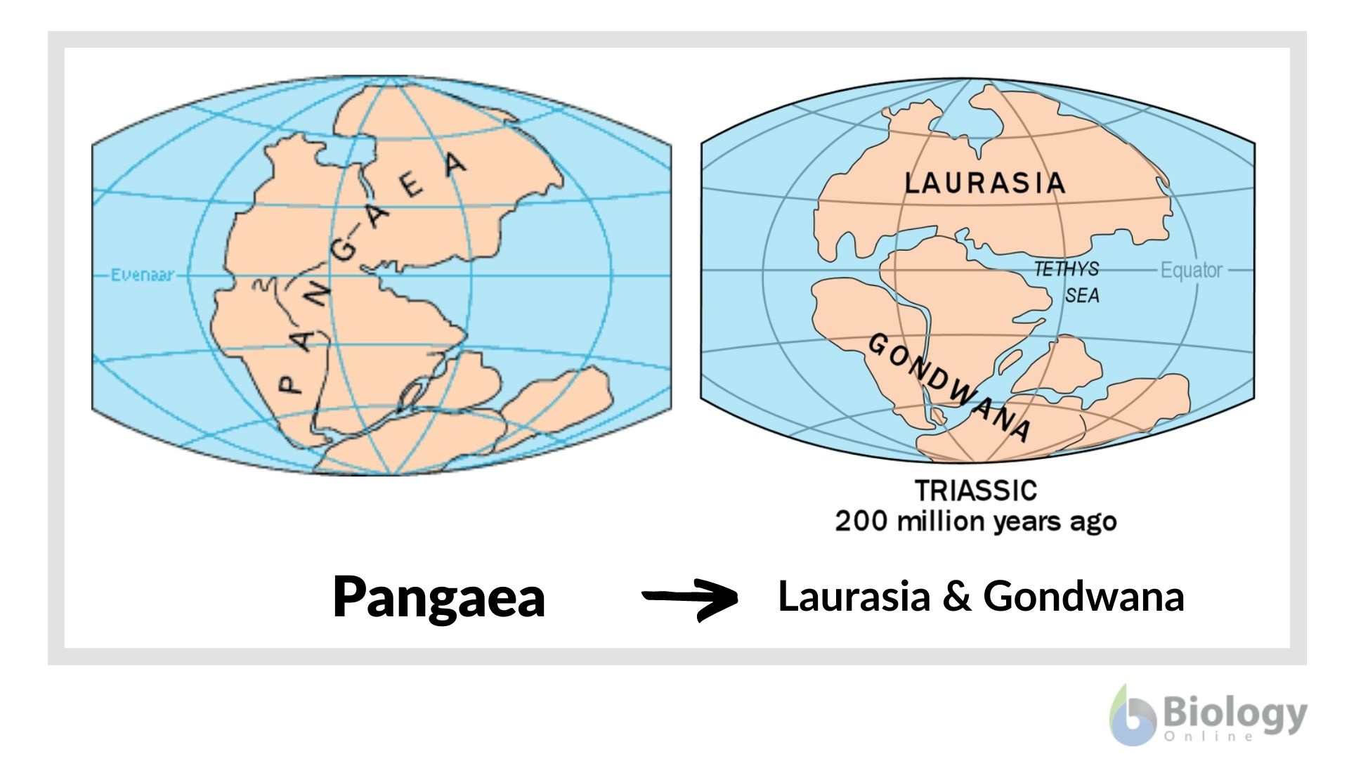 New Zealand’s Unique Geographical History - Biology Online Tutorial