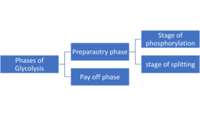 Glycolysis - Definition and Examples - Biology Online Dictionary