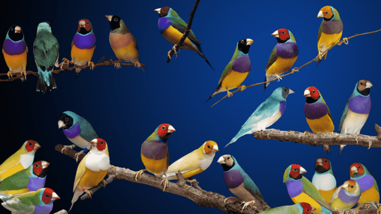 Polymorphism - Definition and Examples - Biology Online Dictionary