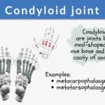 Condyloid Joint Examples