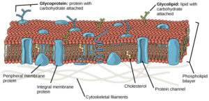 Cell Structure - Biology Online Tutorial