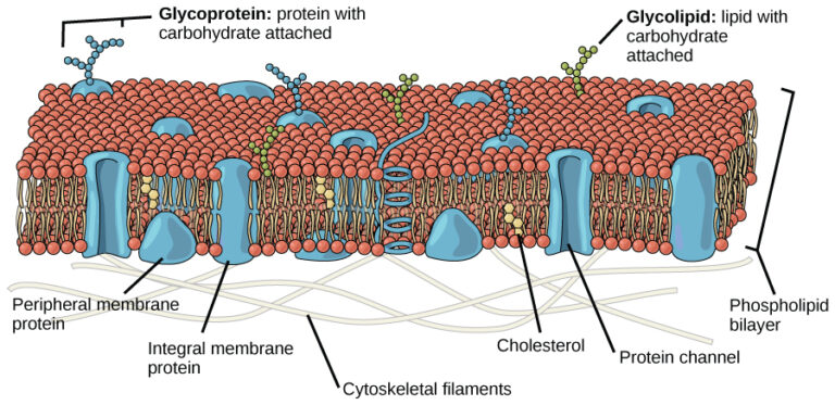 Selectively-permeable membrane - Definition and Examples - Biology ...