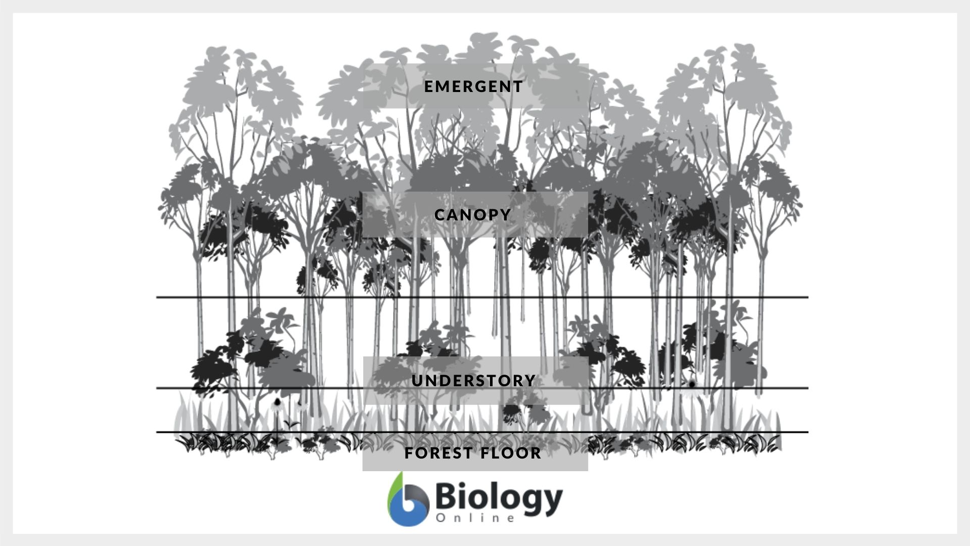 Biome - Definition and Examples - Biology Online Dictionary