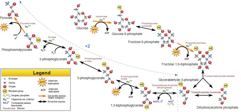 Glycolysis - Definition and Examples - Biology Online Dictionary