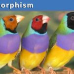 Polymorphism - Definition and Examples - Biology Online Dictionary