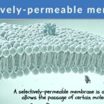 Selectively-permeable membrane - Definition and Examples - Biology Online Dictionary