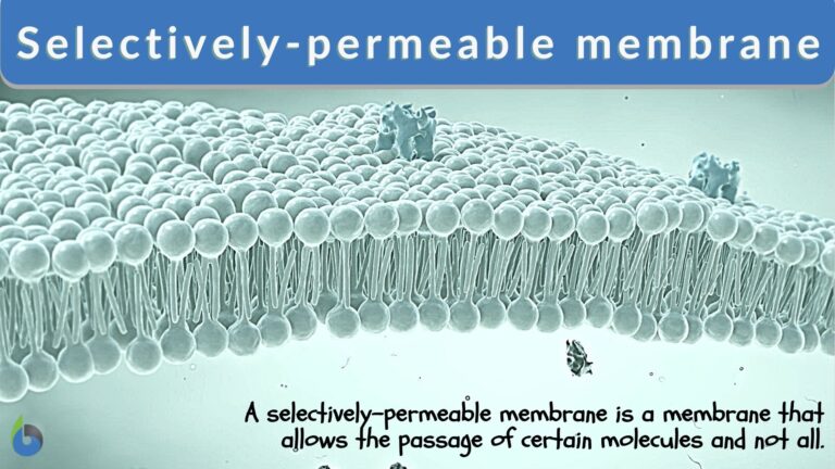 Selectively-permeable membrane - Definition and Examples - Biology ...