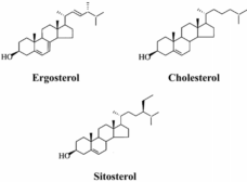 Cell membrane - Definition and Examples - Biology Online Dictionary