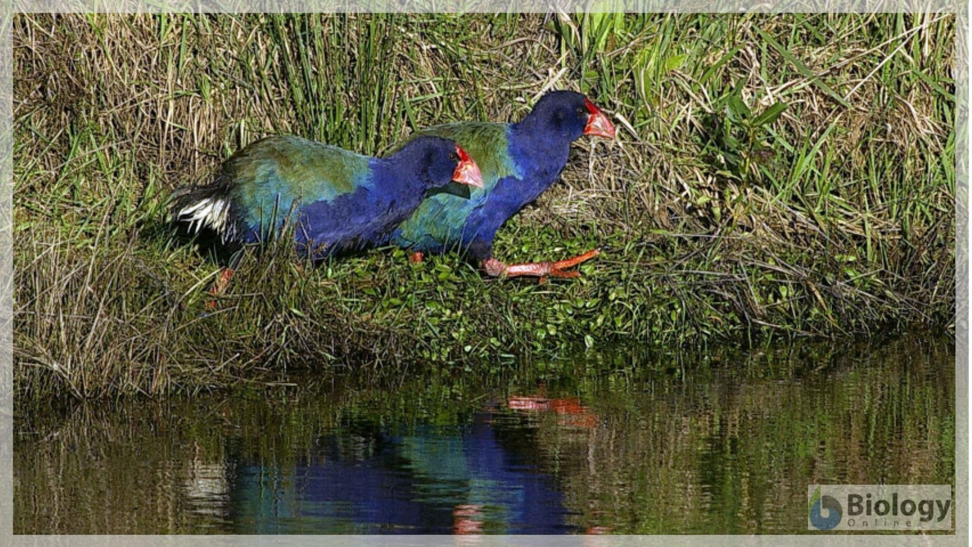 Takahē (Porphyrio hochstetteri) - Biology Online Tutorial