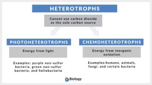 Heterotroph - Definition and Examples - Biology Online Dictionary