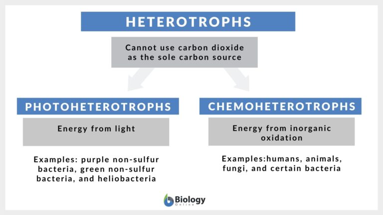 Heterotroph - Definition and Examples - Biology Online Dictionary