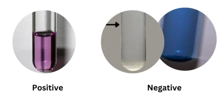 Biuret test - Definition and Examples - Biology Online Dictionary