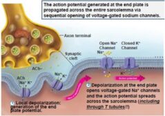 Sarcolemma - Definition and Examples - Biology Online Dictionary
