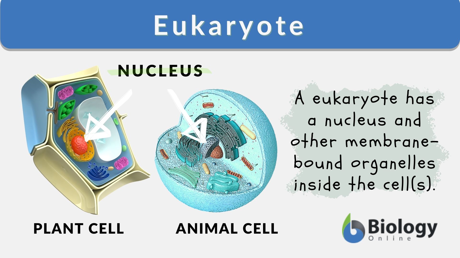 Eukaryotes Examples