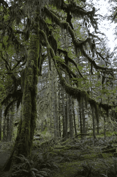 Biome - Definition and Examples - Biology Online Dictionary