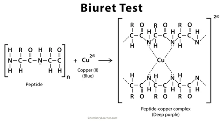 Biuret test - Definition and Examples - Biology Online Dictionary