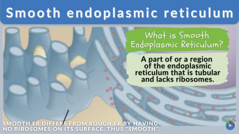 Smooth endoplasmic reticulum - Definition and Examples - Biology Online ...