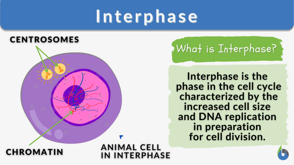 Interphase - Definition and Examples - Biology Online Dictionary