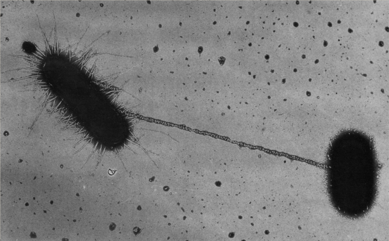 Bacteria - Definition and Examples - Biology Online Dictionary
