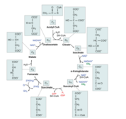 Pyruvate - Definition and Examples - Biology Online Dictionary
