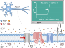 Depolarization - Definition and Examples - Biology Online Dictionary