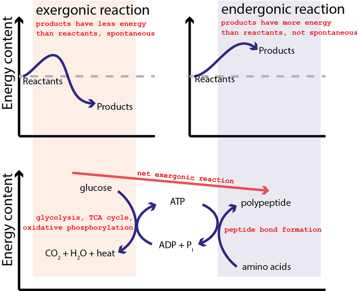 Energy coupling - Definition and Examples - Biology Online Dictionary