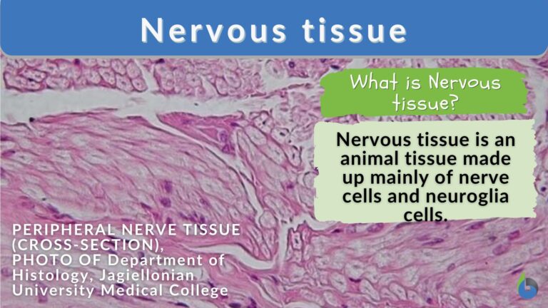 Nervous tissue - Definition and Examples - Biology Online Dictionary
