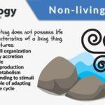 Non-living thing - Definition and Examples - Biology Online Dictionary