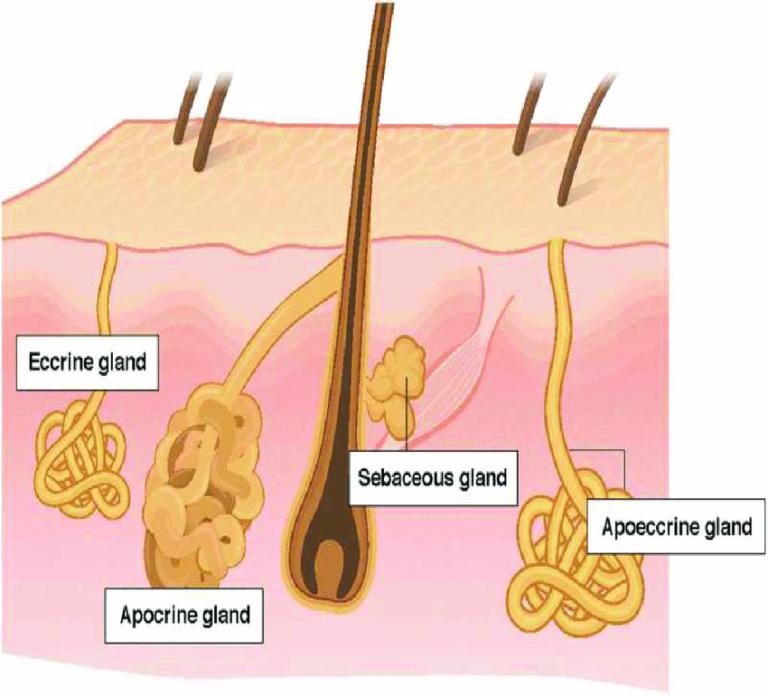 Apocrine gland - Definition and Examples - Biology Online Dictionary